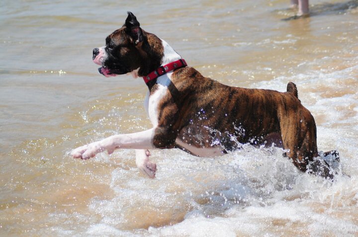 Welcome [www.greatlakesboxerrescue.org]