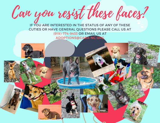 Welcome to Carolina Animal Rescue And Adoption