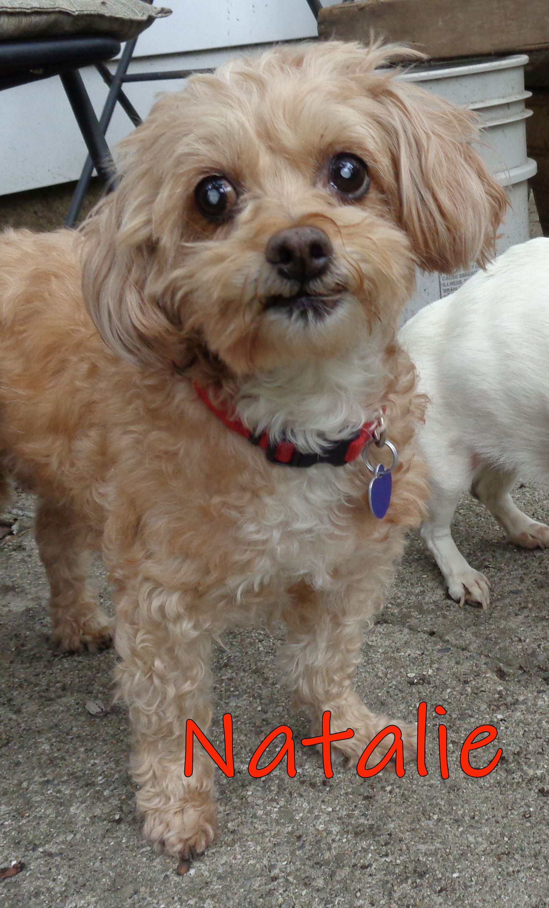 Happy Days Dog and Cat Rescue