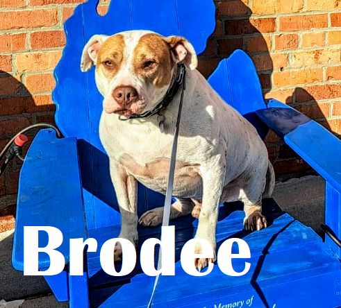 Happy Days Dog and Cat Rescue