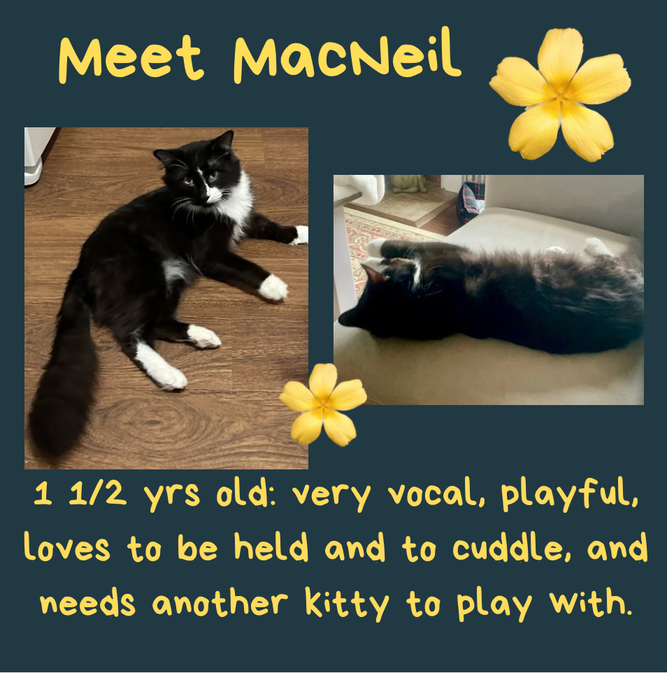 Welcome [locra.rescuegroups.org]