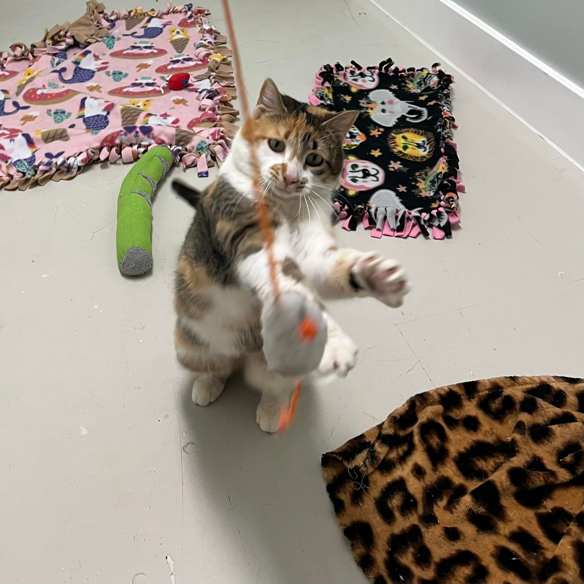 Catsnap | Champaign Area Trap / Spay / Neuter and Adoption Program