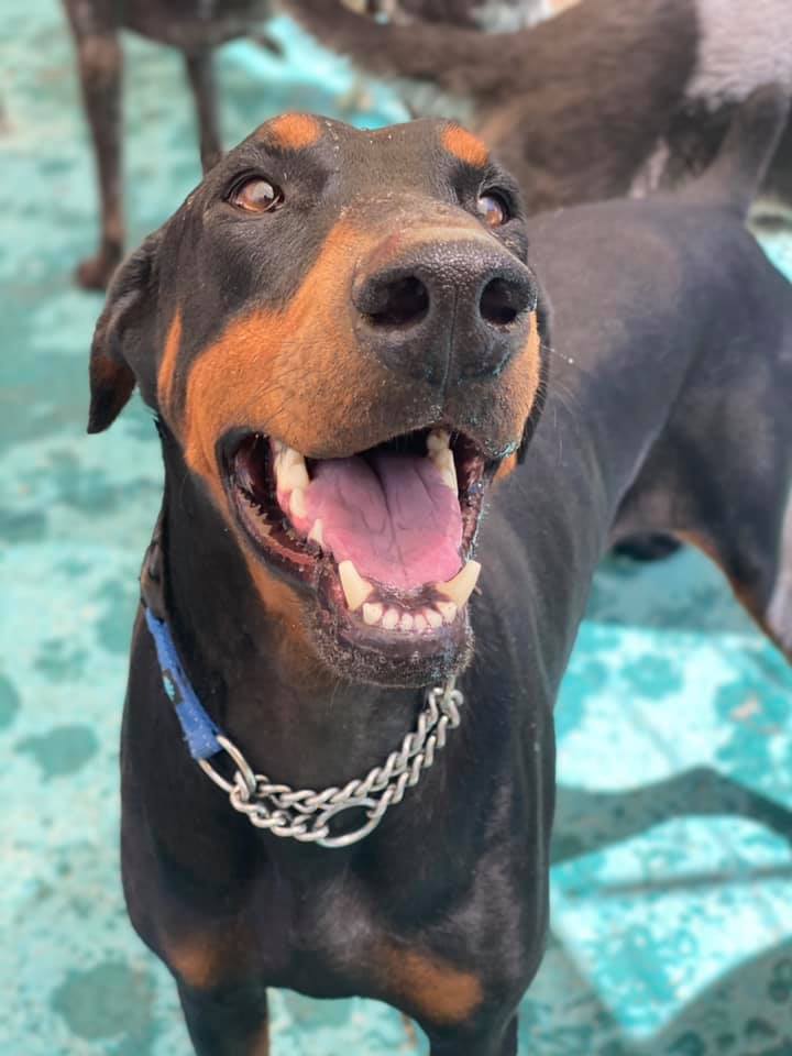 Welcome [www.uniteddobermanrescue.org]