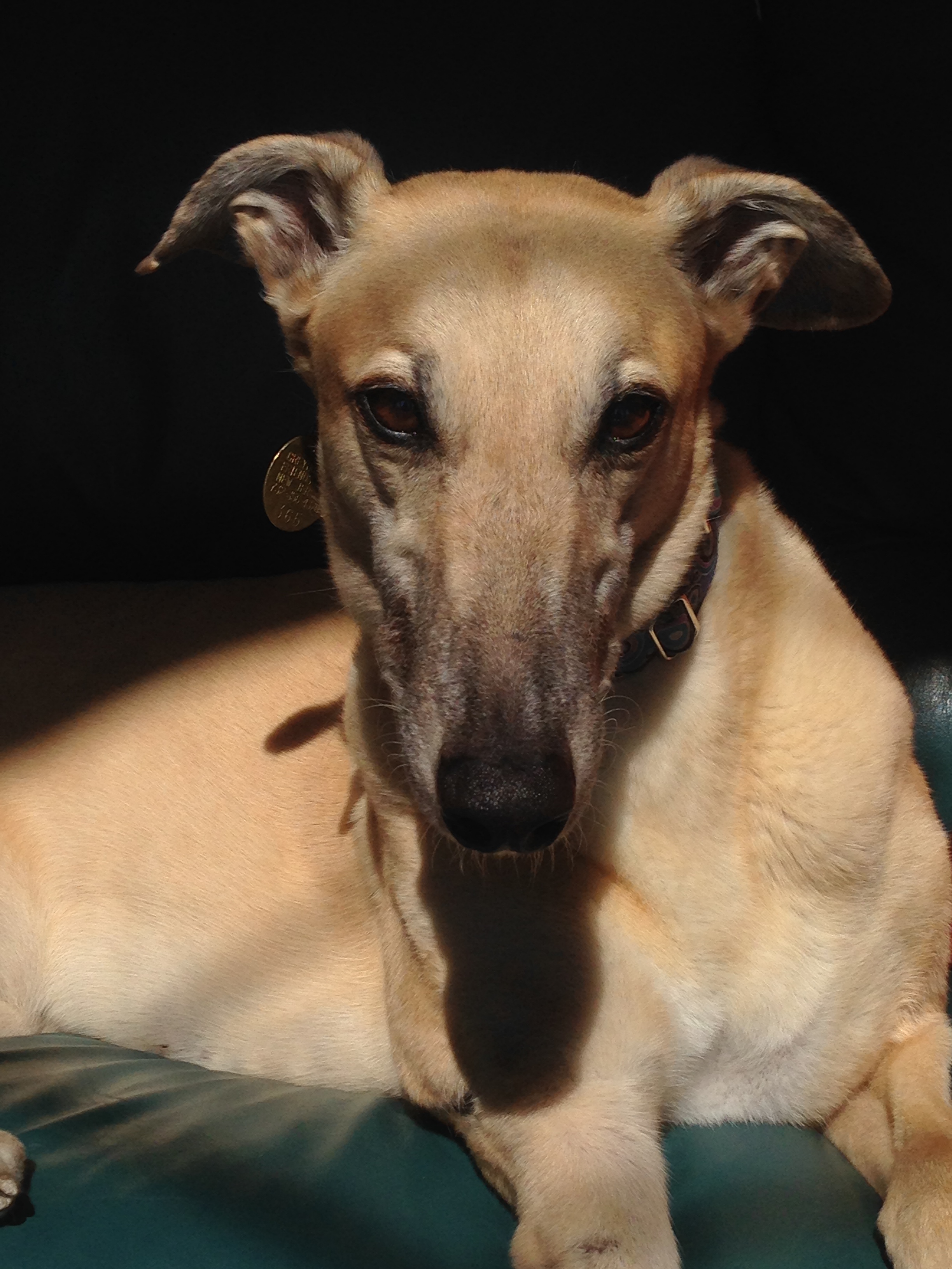 Welcome to Greyhound Friends of NJ, Inc.