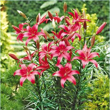 Spring Bulb Fundraising