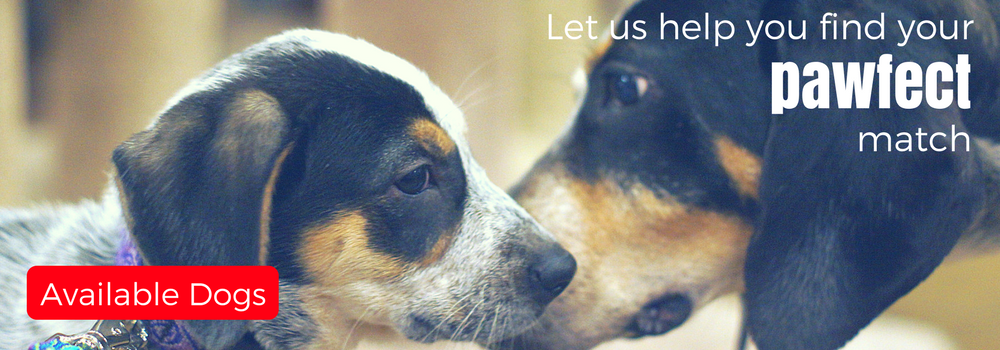 Pawfect Match Rescue and Rehabilitation