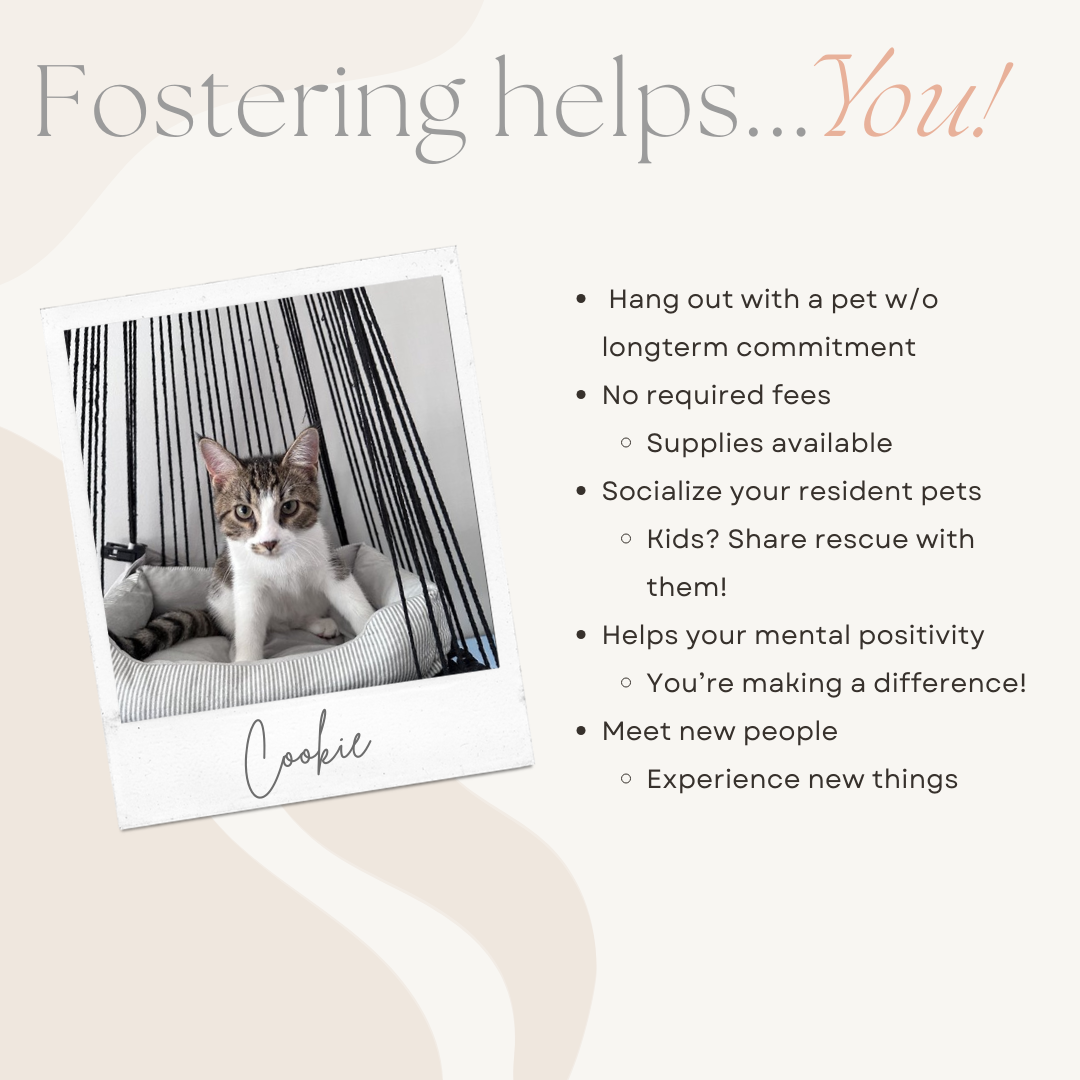 Foster