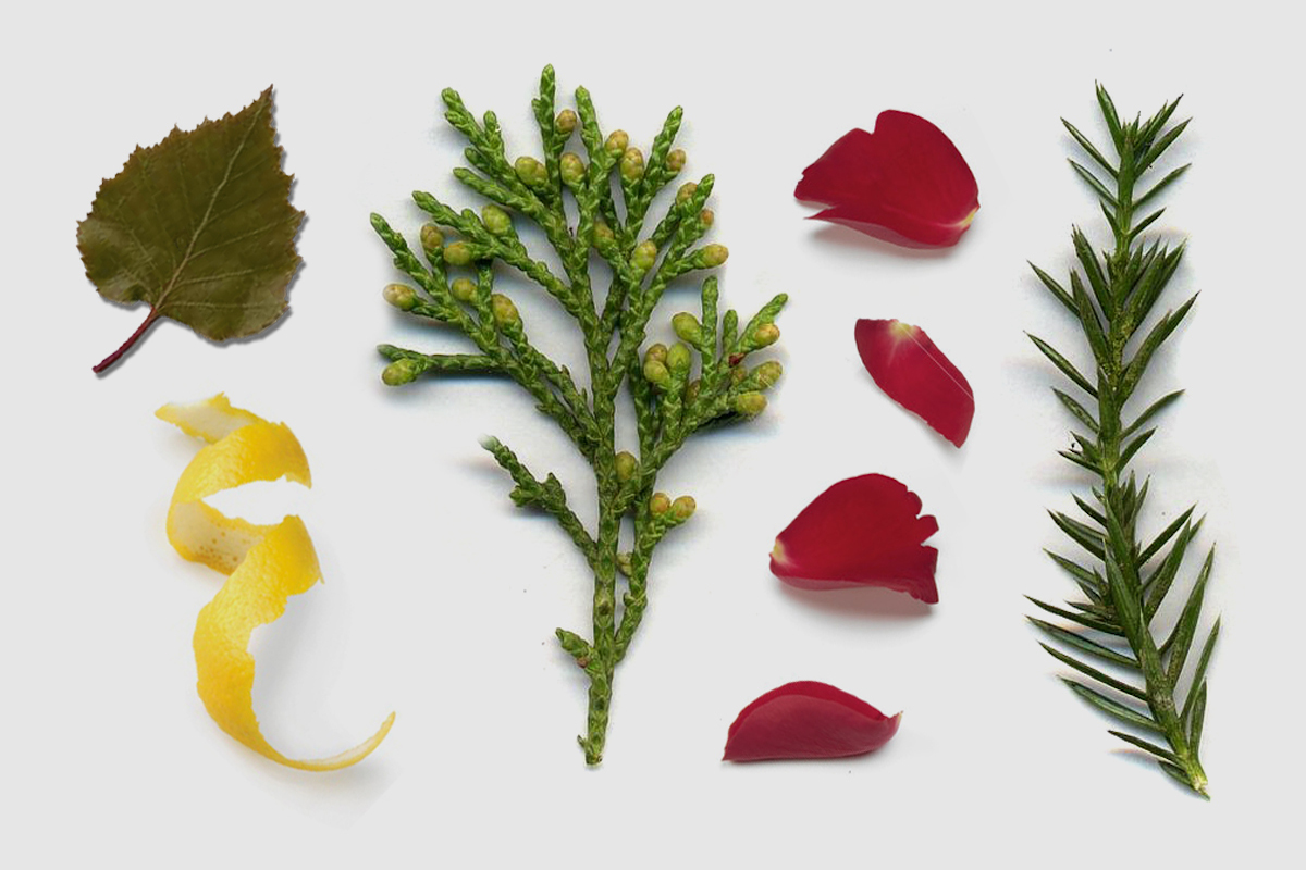 Cologne 101: Choosing the Perfect Blend | Bespoke Post