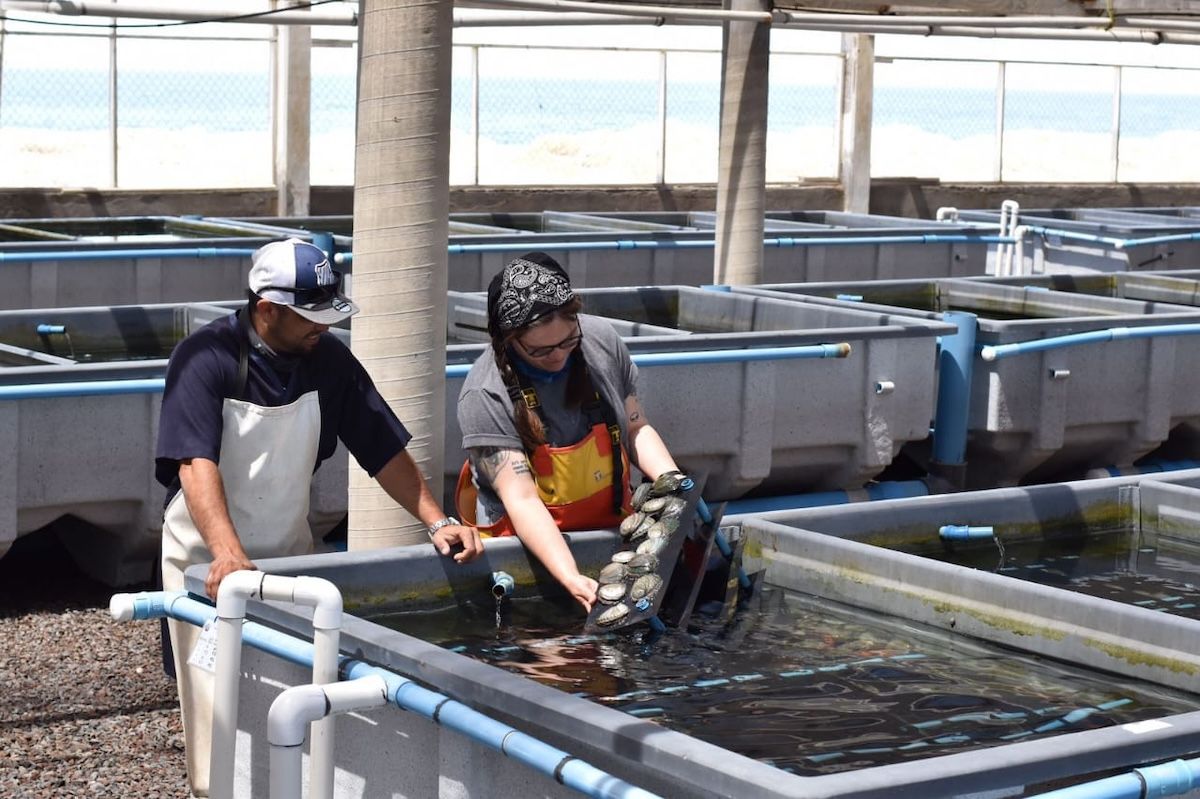CN Media | Blue abalone farms, a sustainable alternative for ...