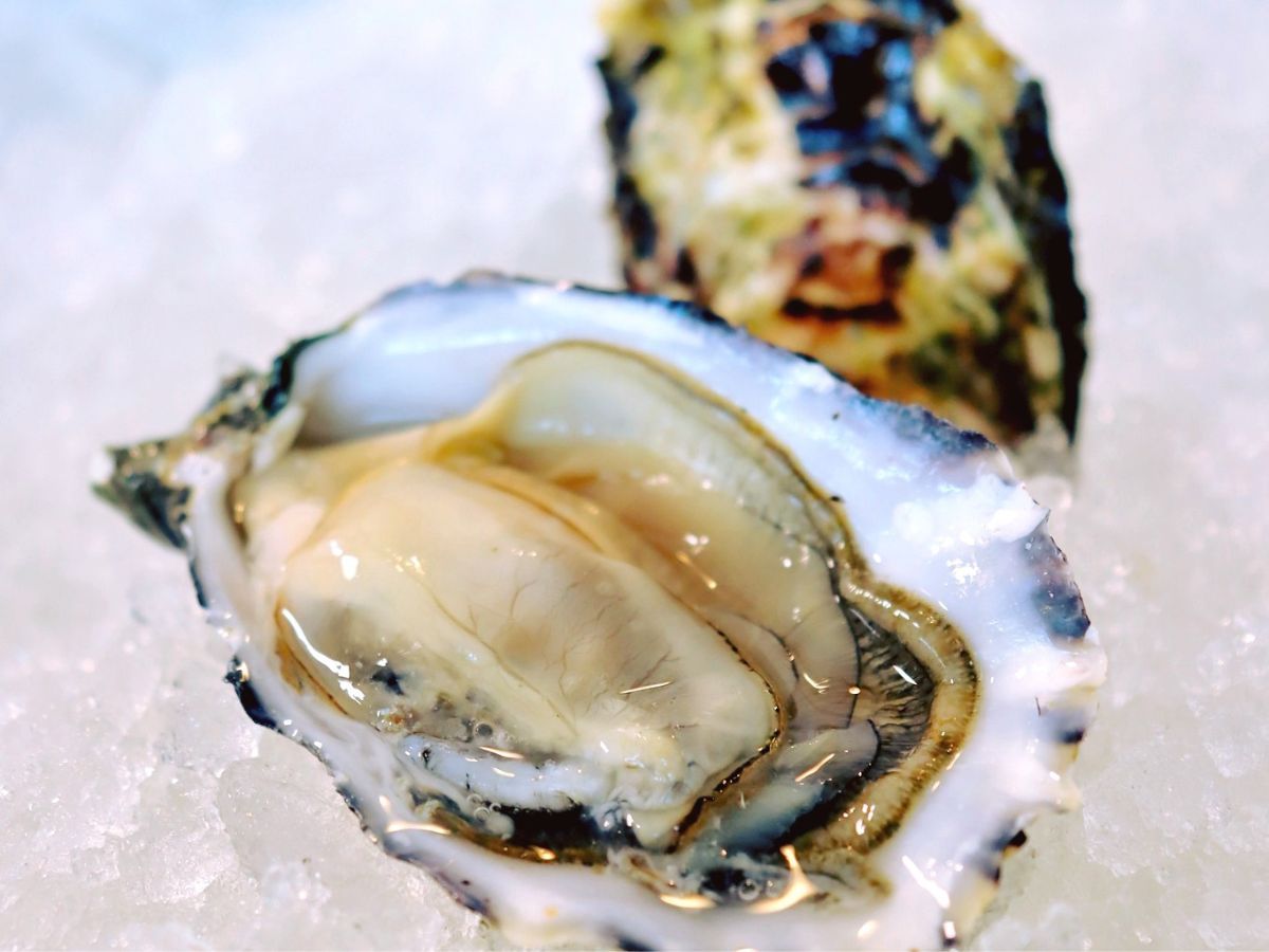 CN Media | Chedraui already has live oysters on its shelves