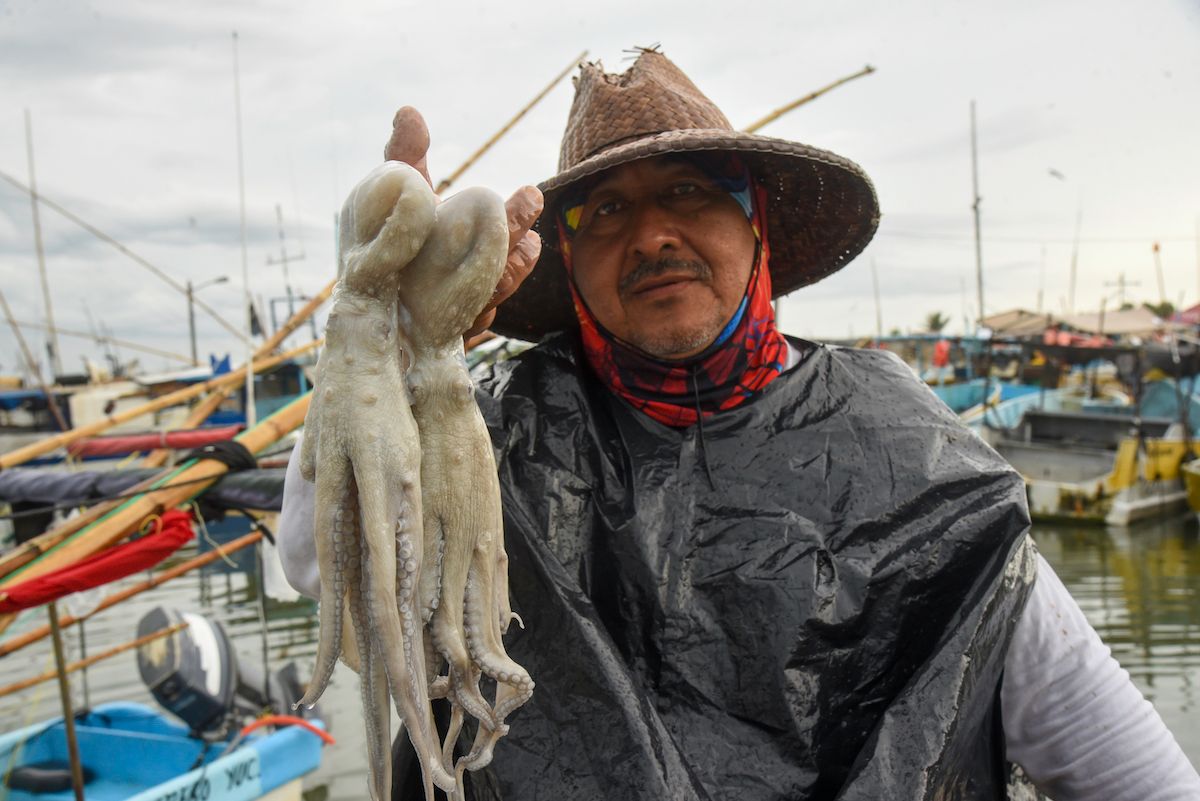 CN Media | Where do Mayan octopuses go in Yucatán? : the impacts of ...