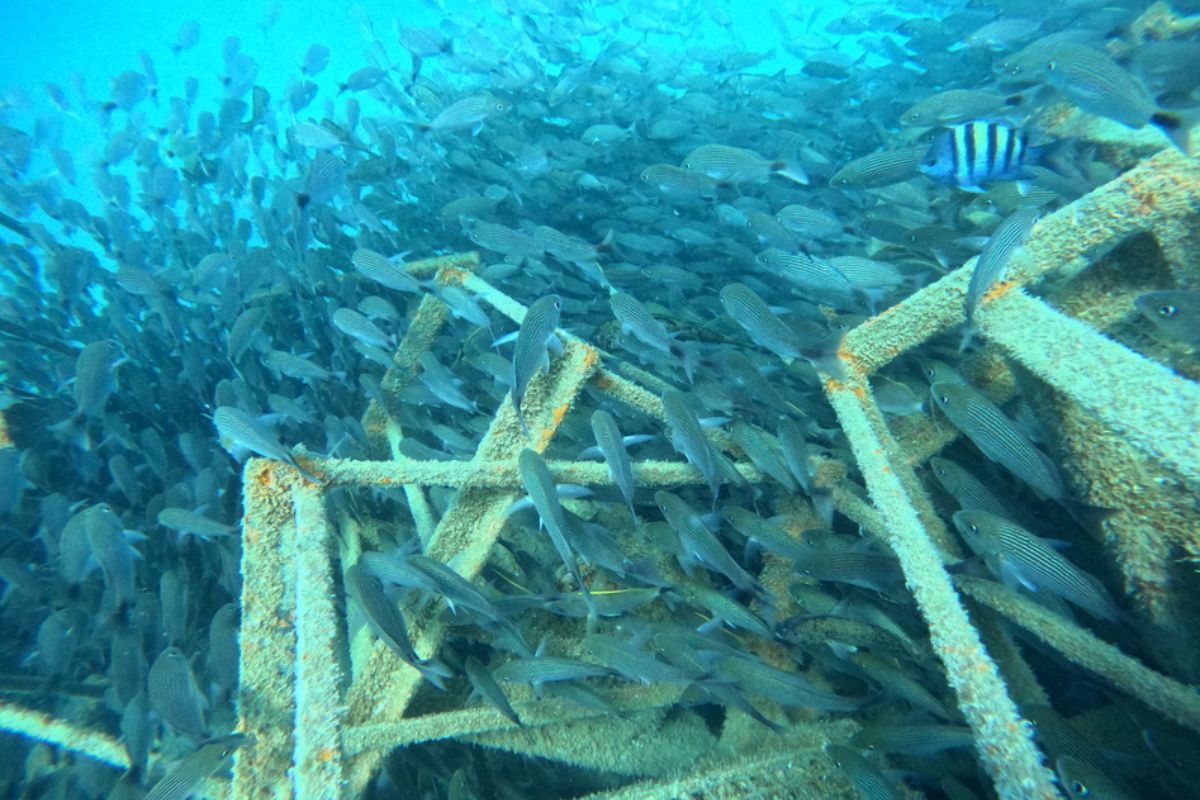 CN Media | Arrecife Shell Nurse en La Paz, un modelo japonés para ...