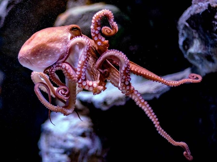 CN Media | Mayan octopus, first fishery to be recognized as a national ...