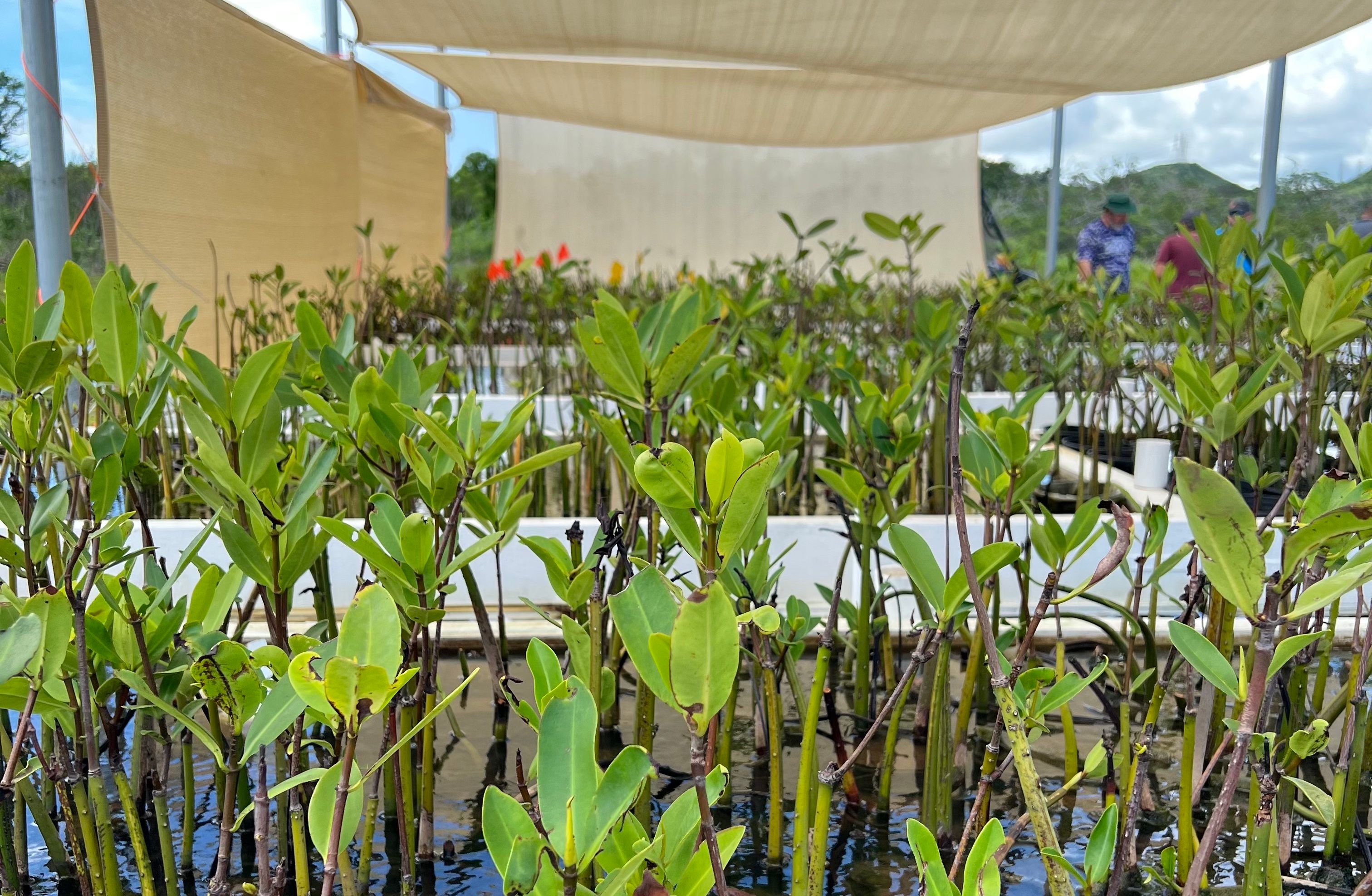CN Media | The largest mangrove restoration project in the United ...