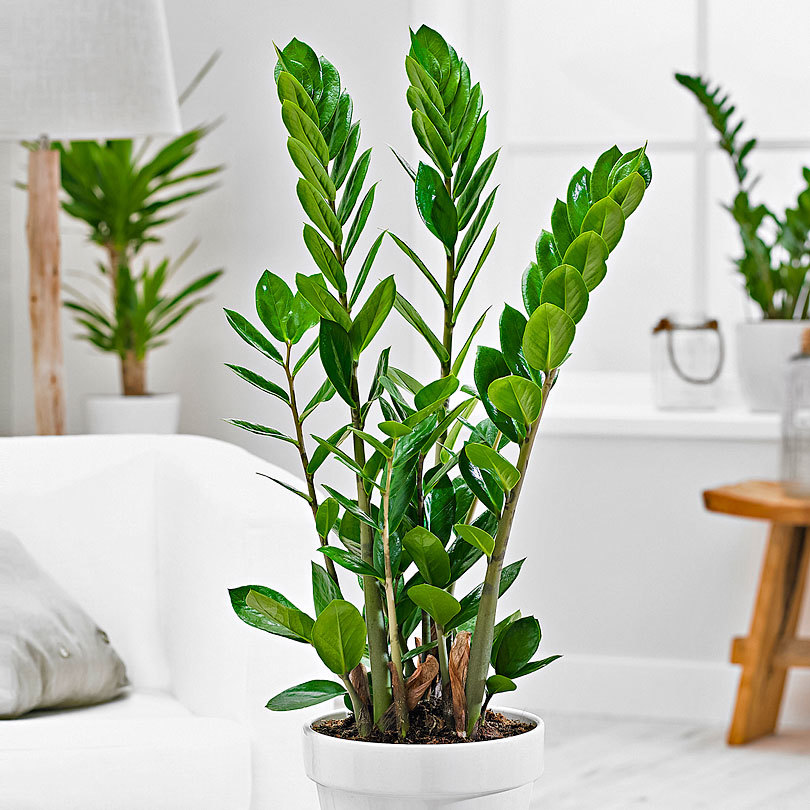 Easy growing indoor plants