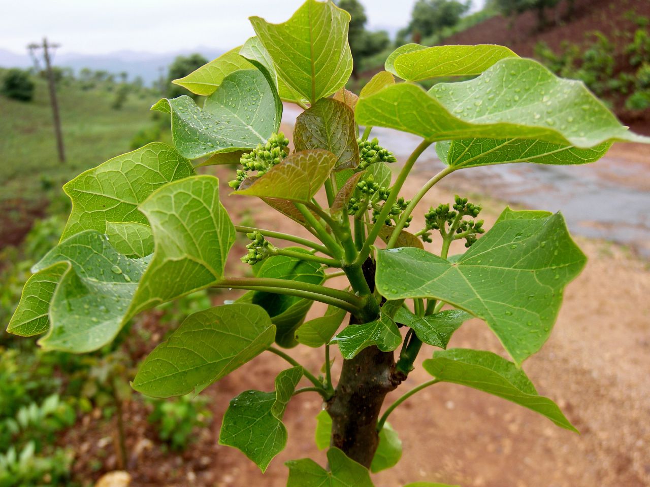 El piñón ocupa un lugar de privilegio sobre plantas de aceite vegetal ...