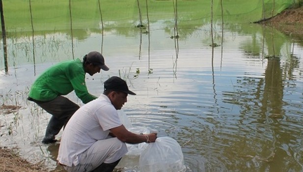 IIAP entregó 90 mil gamitanas recién nacidas en Caballococha | Inforegion