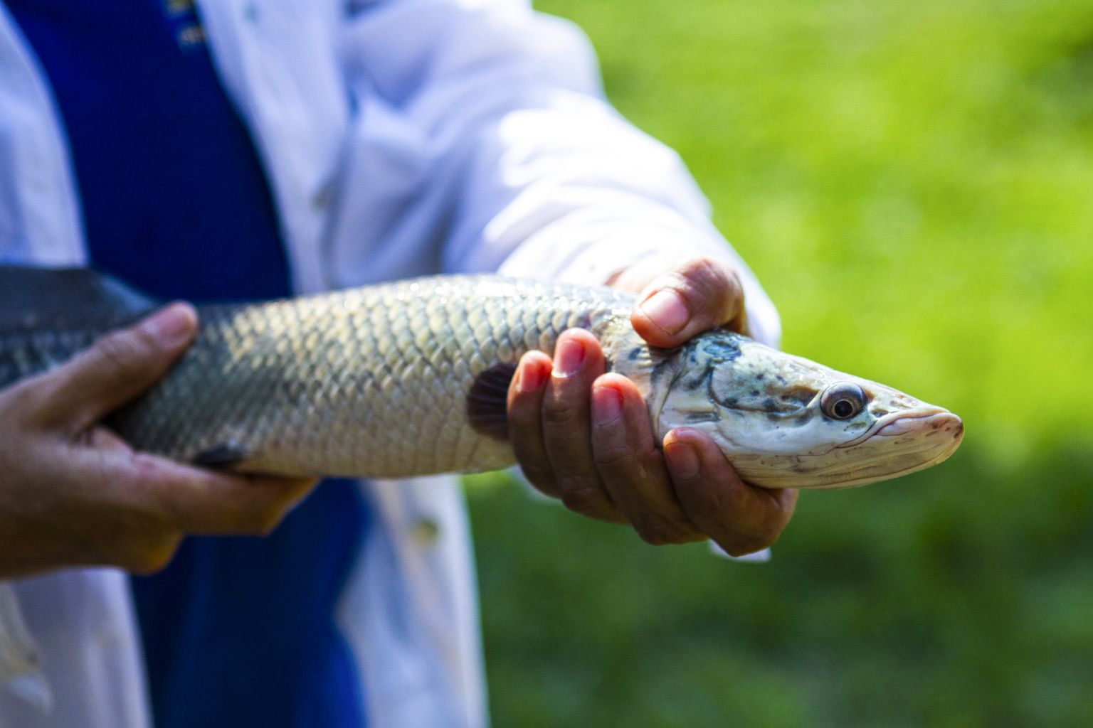 Establecen excepciones para la venta del paiche en la Amazonía | Inforegion