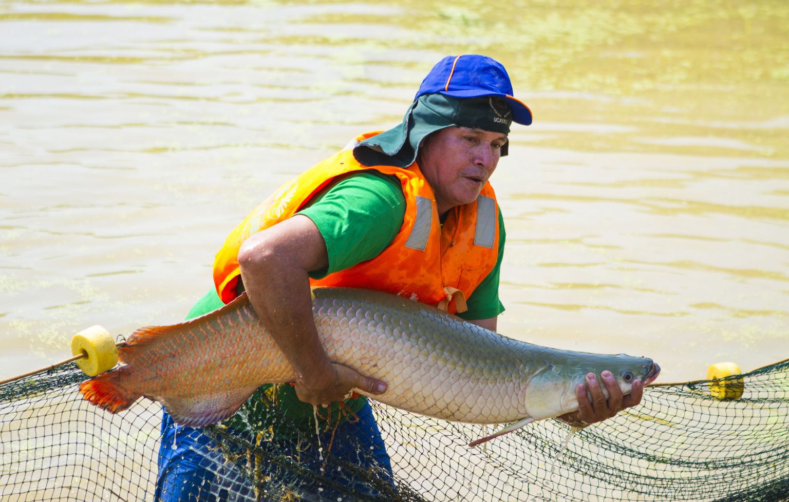 Establecen excepciones para la venta del paiche en la Amazonía | Inforegion