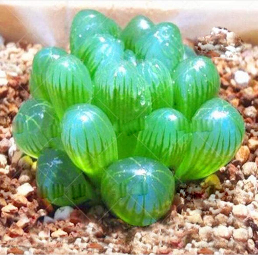 These Beautiful Translucent Succulents Look Like Crystal Jewelry from ...