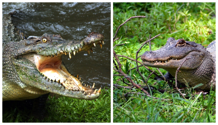 People Think These 17 Things Are the Same, But They’re Different