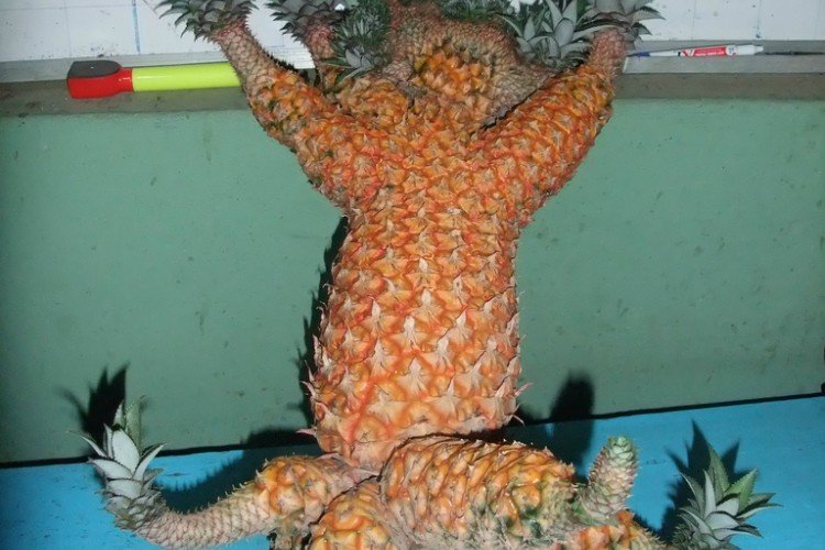 15 Eerie Pictures of Mutant Fruit