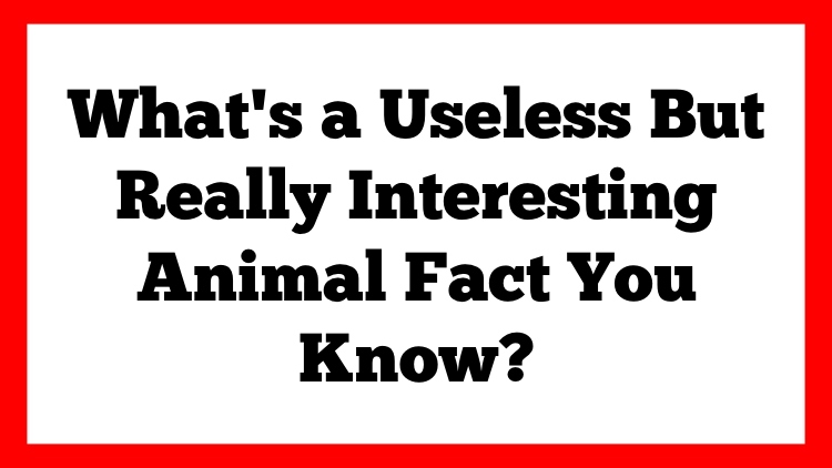 13 People Share the Most Interesting (Albeit Useless) Animal Facts They ...