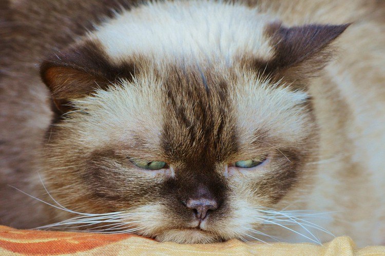 21 Things Cats Do That Seem Crazy Until You Know Why They Do These Things