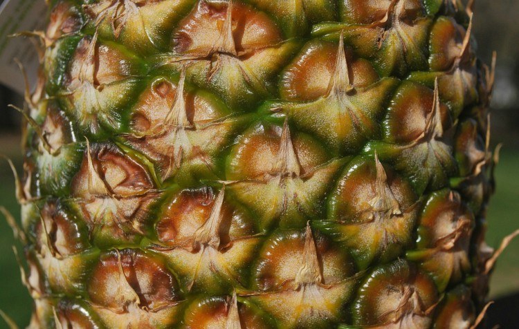 9 Reasons Pineapple Peels Are Good for You