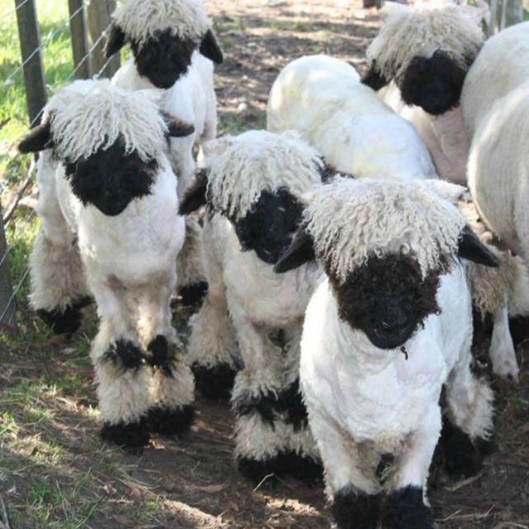 Meet the Black Nose Sheep That People Are Calling the ‘Cutest Sheep In ...