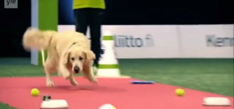 The Well-Trained, Winning Dogs Run Through Without Touching Anything ...