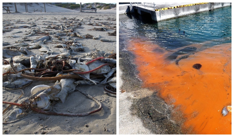 Toxic “Red Tide” Responsible for More Than 2,000 Tons of Dead Marine Life