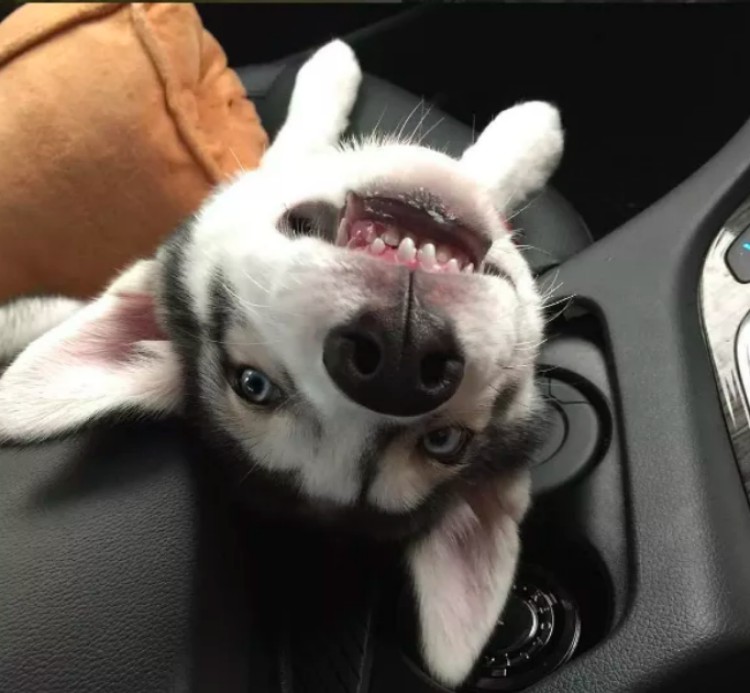 17 Photos of Hilarious Things Only a Husky Would Do
