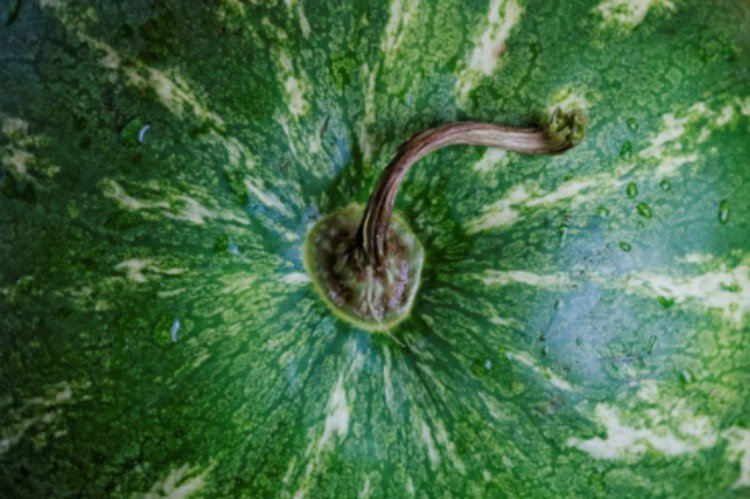 Here Are 7 Traits That Warn You That the Watermelon You’re About to ...