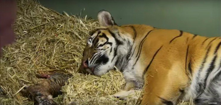 New Tiger Mom Has Perfect Instincts