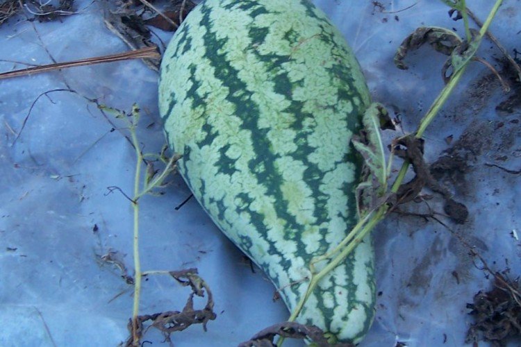 15 Eerie Pictures of Mutant Fruit