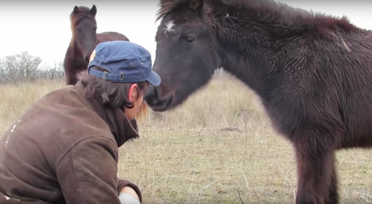 Vet Gets a Sweet ‘Thank You’ After Freeing a Chained Horse