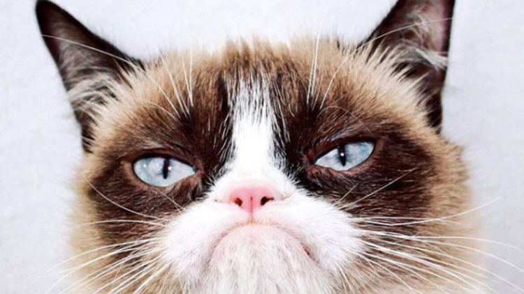 Viral Instagram Sensation Grumpy Cat Has Passed Away at Age 7