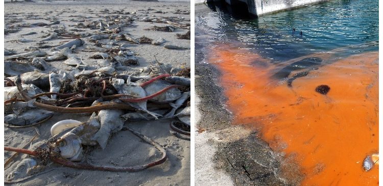 Toxic “Red Tide” Responsible for More Than 2,000 Tons of Dead Marine Life