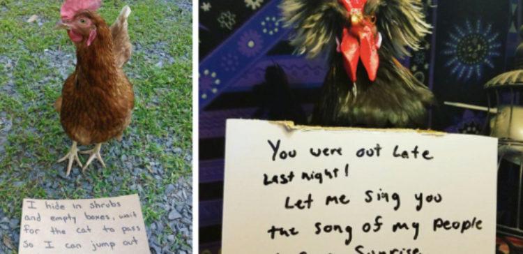 Farmers are Shaming Their Chickens For Their “Crimes” and it’s So ...