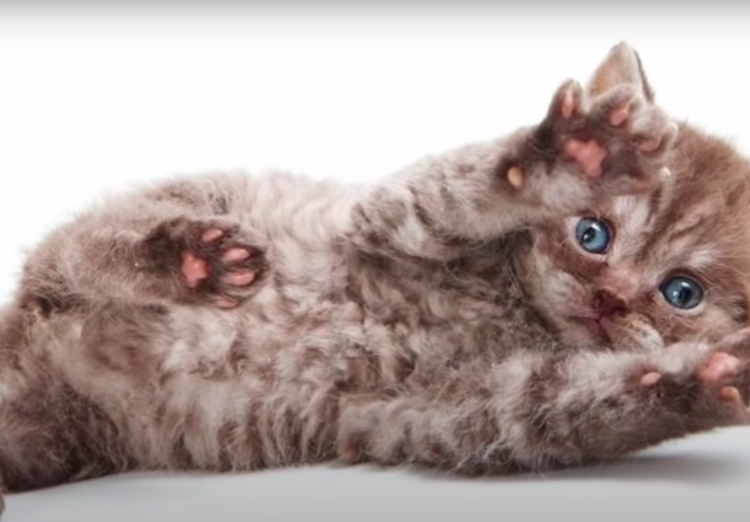 These Poodle Cats Are the Adorable Internet Trend We Need Right Now