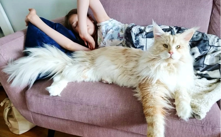 The Internet Has Completely Fallen in Love With This 22-Pound Giant Cat