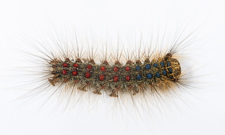 These Seasonal Critters Can Cause Serious Rashes