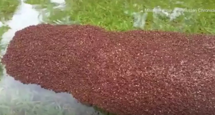 Strange, Floating Clumps Spotted After Harvey