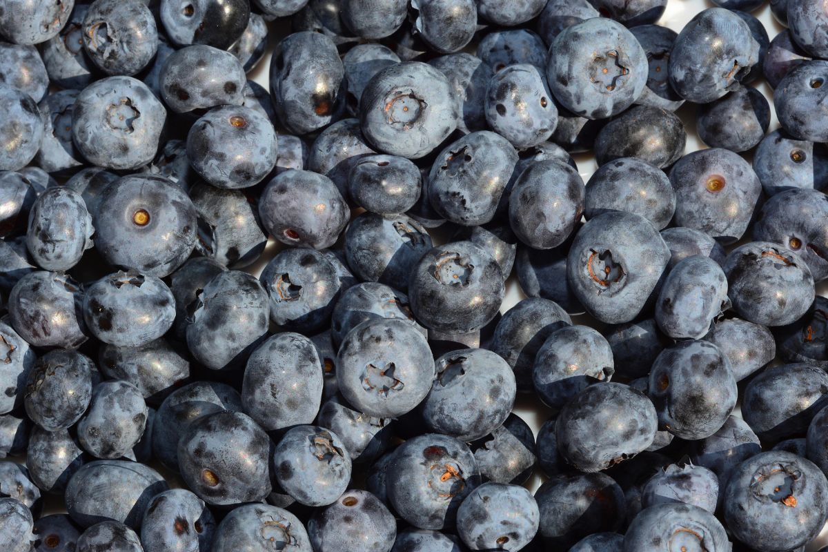 FDA Elevates Blueberry Recall to Highest Alert Due to Listeria Risk