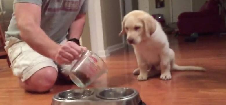 Puppy Prays Before Enjoying His Dinner Each Night