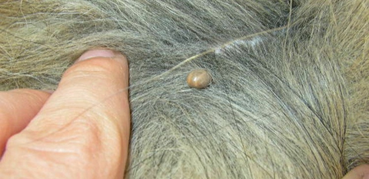 Solve Your Tick Problem with this Simple Solution