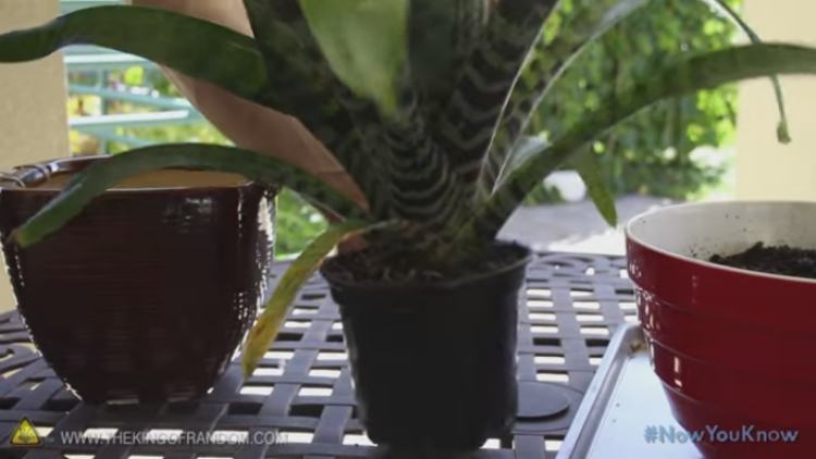 How To Turn Diapers Into DIY Gardening Gel