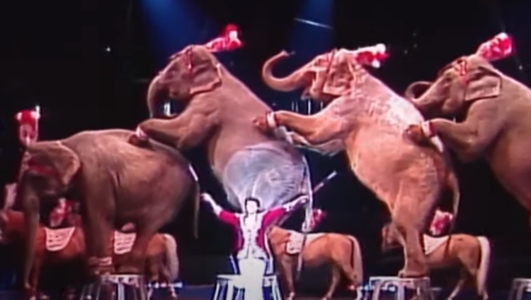 Ringling Brothers Circus Announces That They Will Return Without the ...