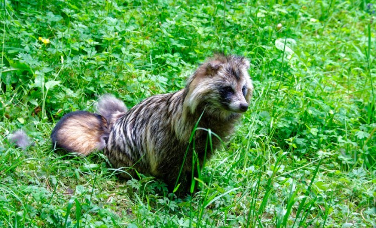 9 of the Most Unique Animals That We’ve Ever Seen